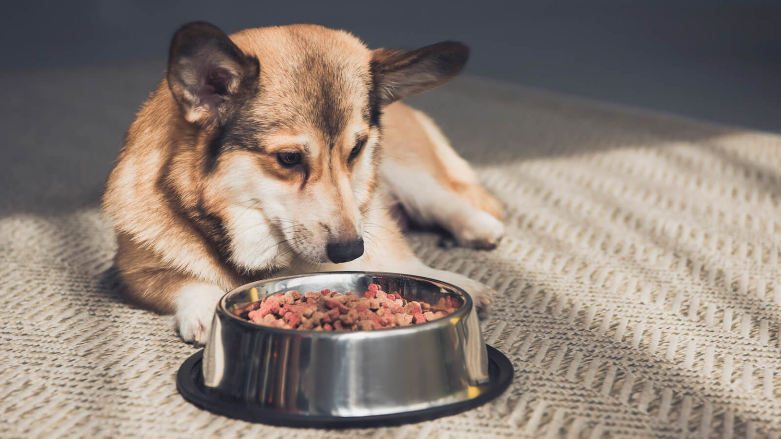 Hund füttern: Wie oft und wann dein Hund fressen sollte