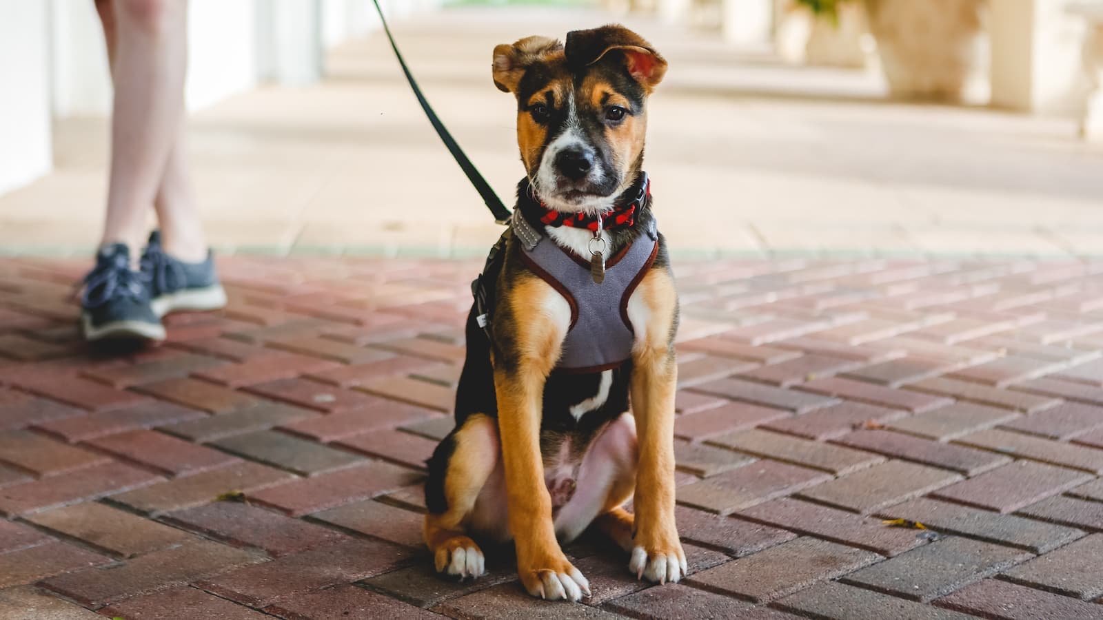 Hundekommandos: Die 10 wichtigsten Kommandos für Hunde